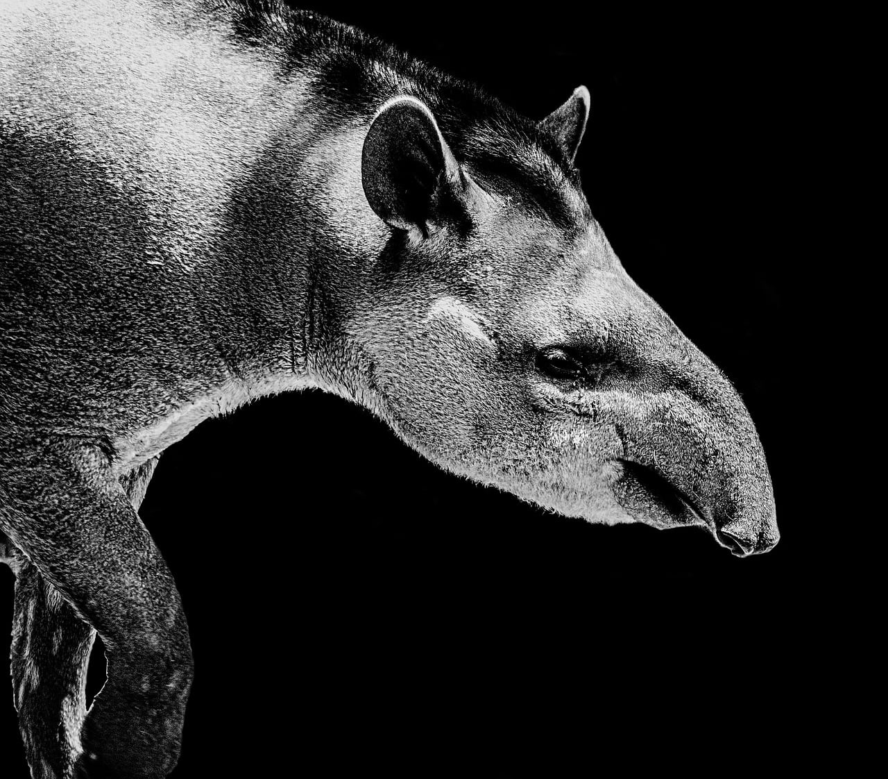 Capelobo: The Human-Tapir Hybrid From Brazilian Folklore